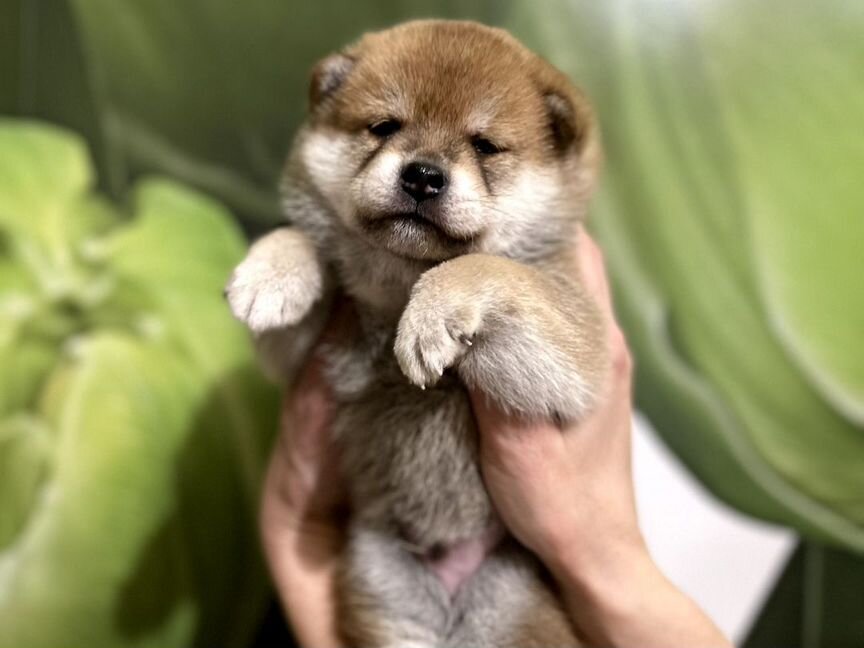 Щенки сиба ину мальчик