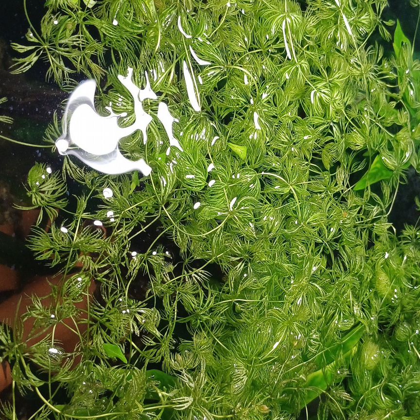 Роголистник