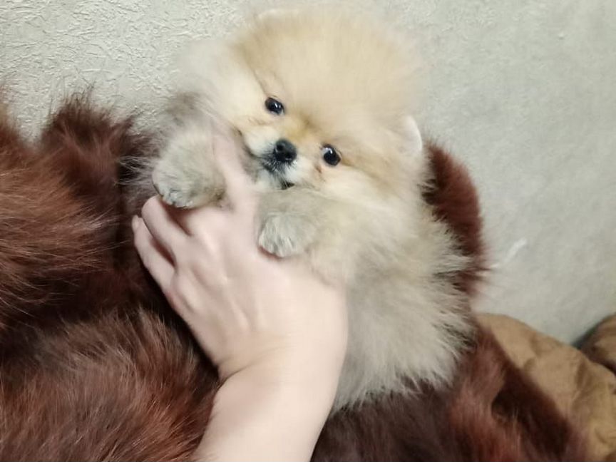 Померанский шпиц