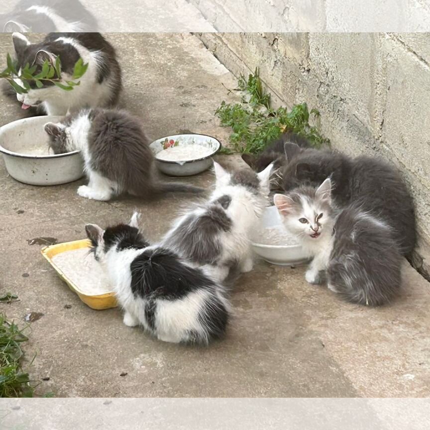 Котятки пушистики брошенные