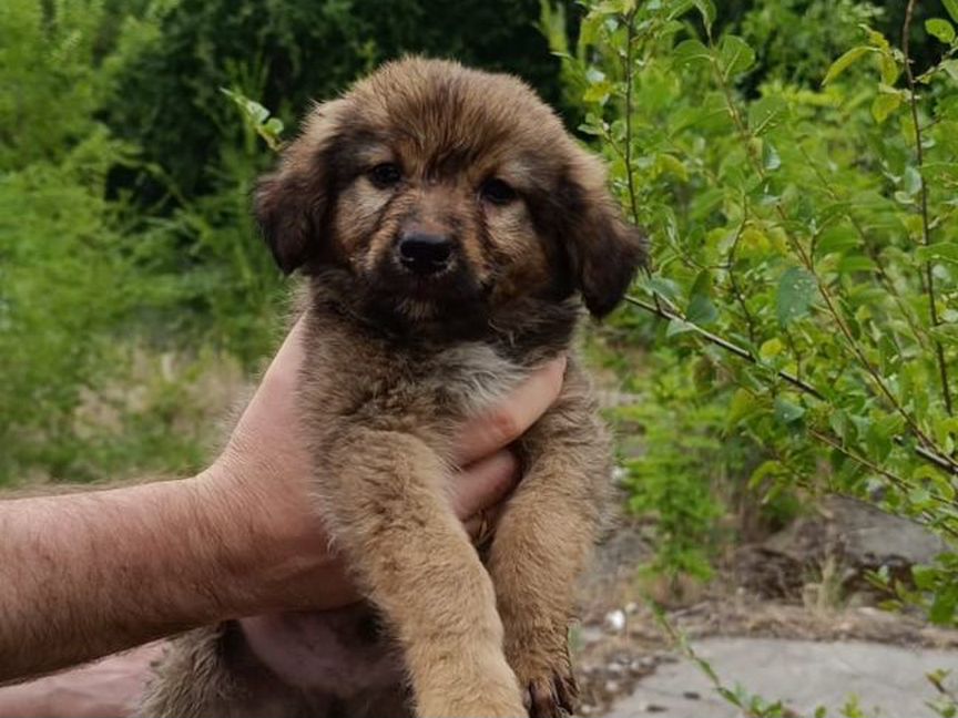 Щенки ищут дом