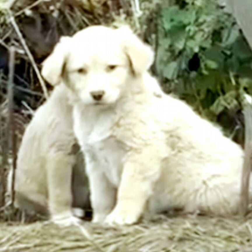 Щенок в добрые руки