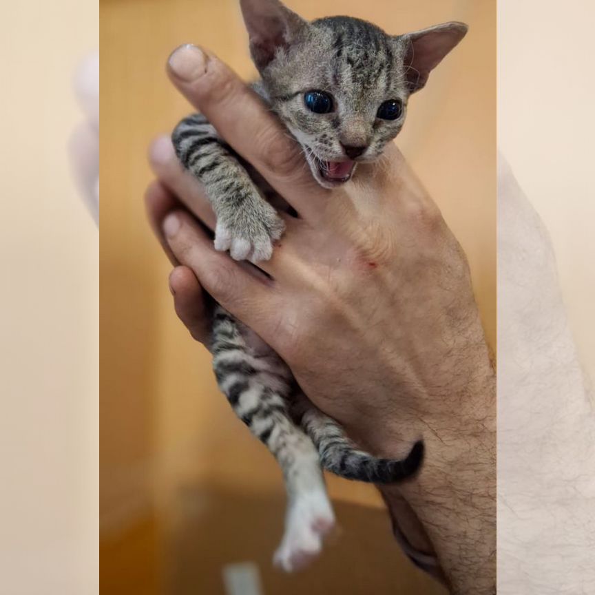 Котята сфинкс (браш)