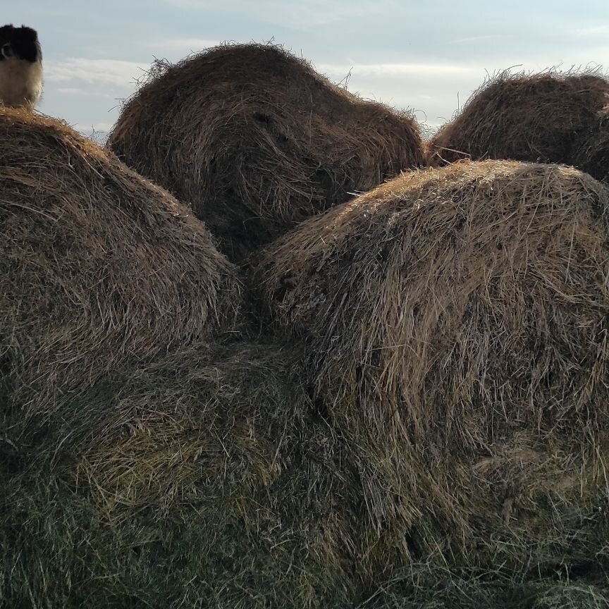 Сено в тюках