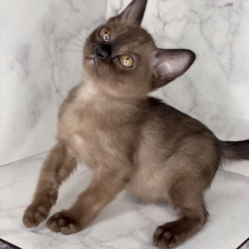 Vip Евро Бурманский эктрим