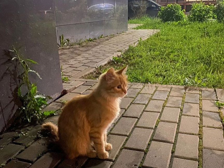 Котенок в добрые руки