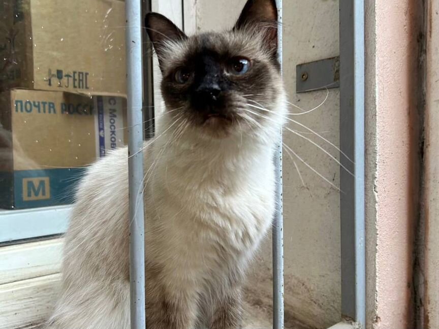 Кошка