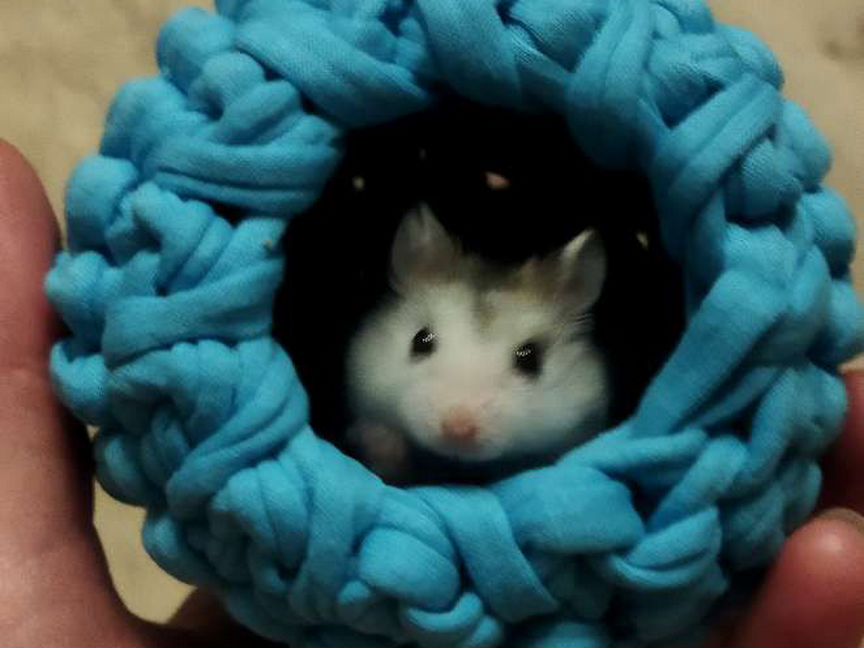 Домик и гамак для хомяка