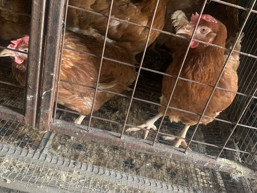 Куры несушки