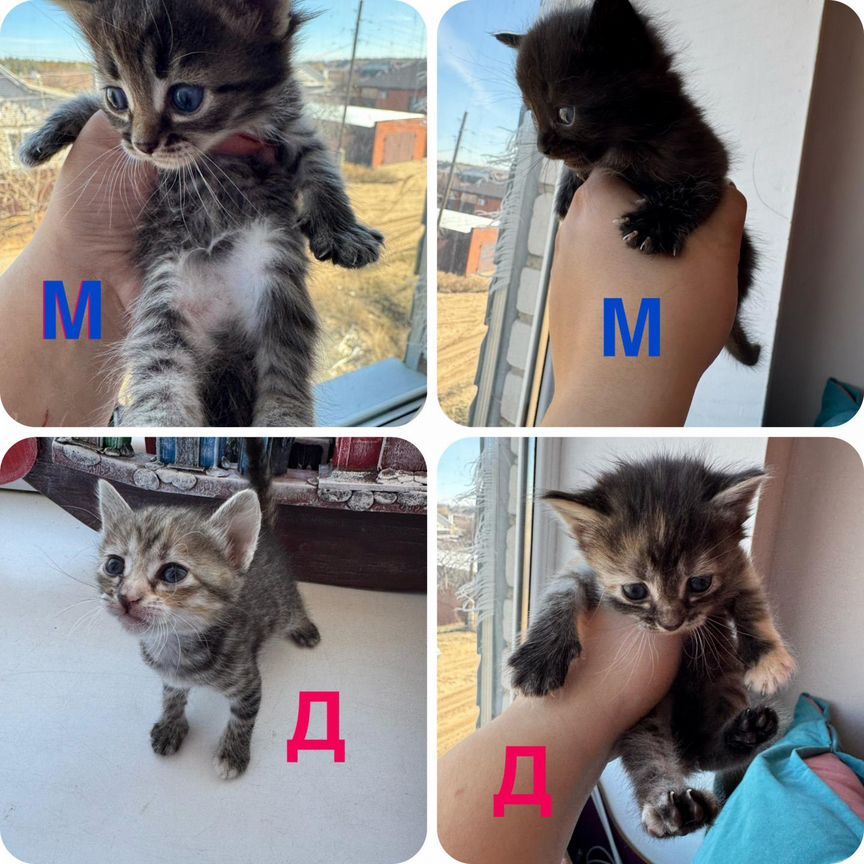 Котята в добрые руки