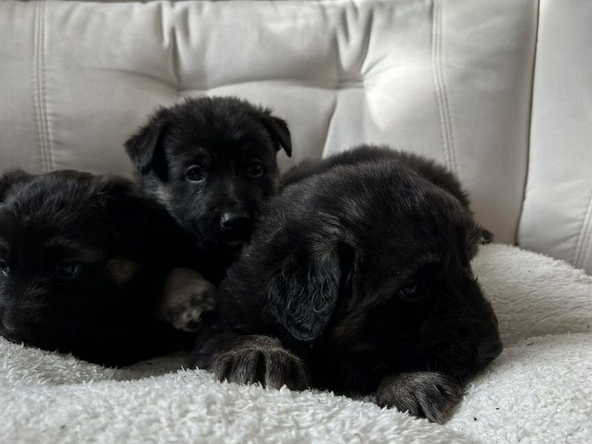 Восточно европейская овчарка