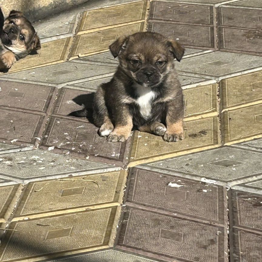 Щенки дворняжки