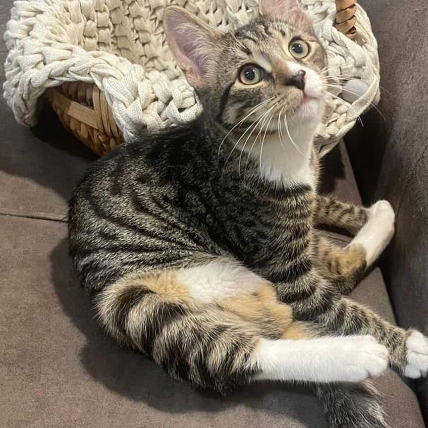 Котенок