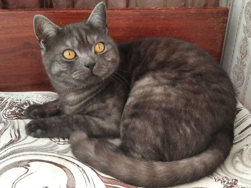 Шикарный котик Каспер, 1 год
