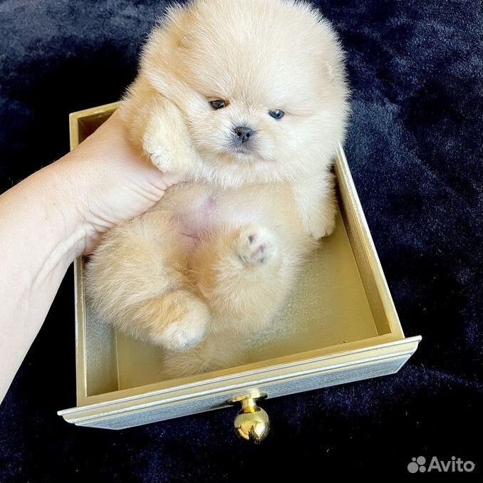 Кремовые детки шпицев