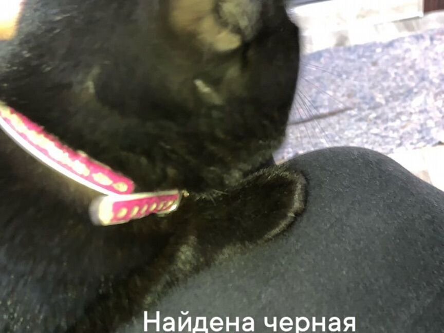 Потерялась/ нашли кошку
