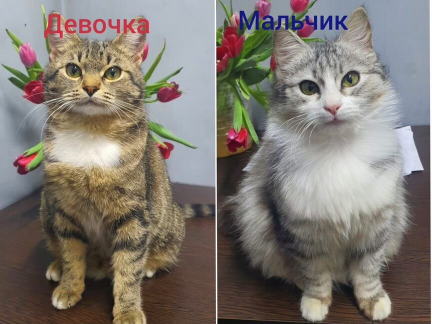 Котята