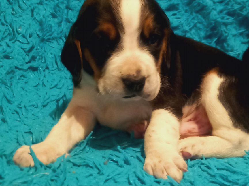 Щенки бигль