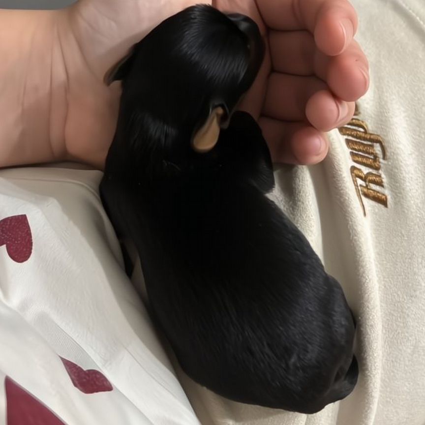 Йоркширский терьер, щенок