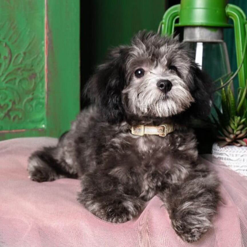 Перецветет в серый окрас, мальтипу F-1