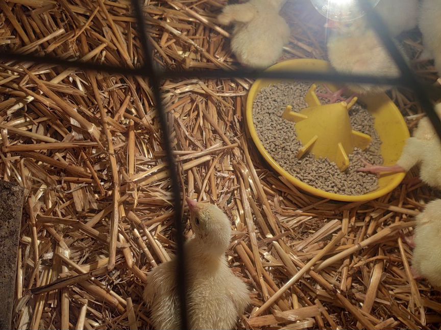 Индюки индюшата