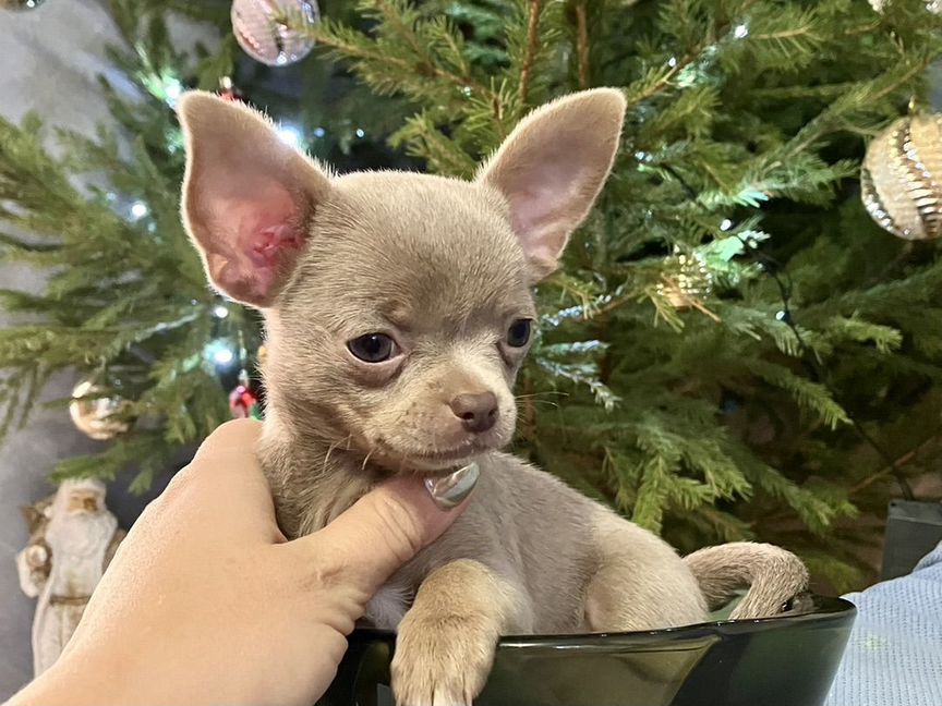 Лиловая малышка