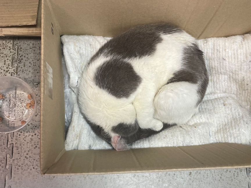 Котик ищет себе дом