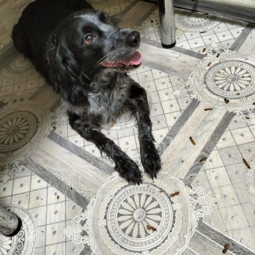 Русский спаниель