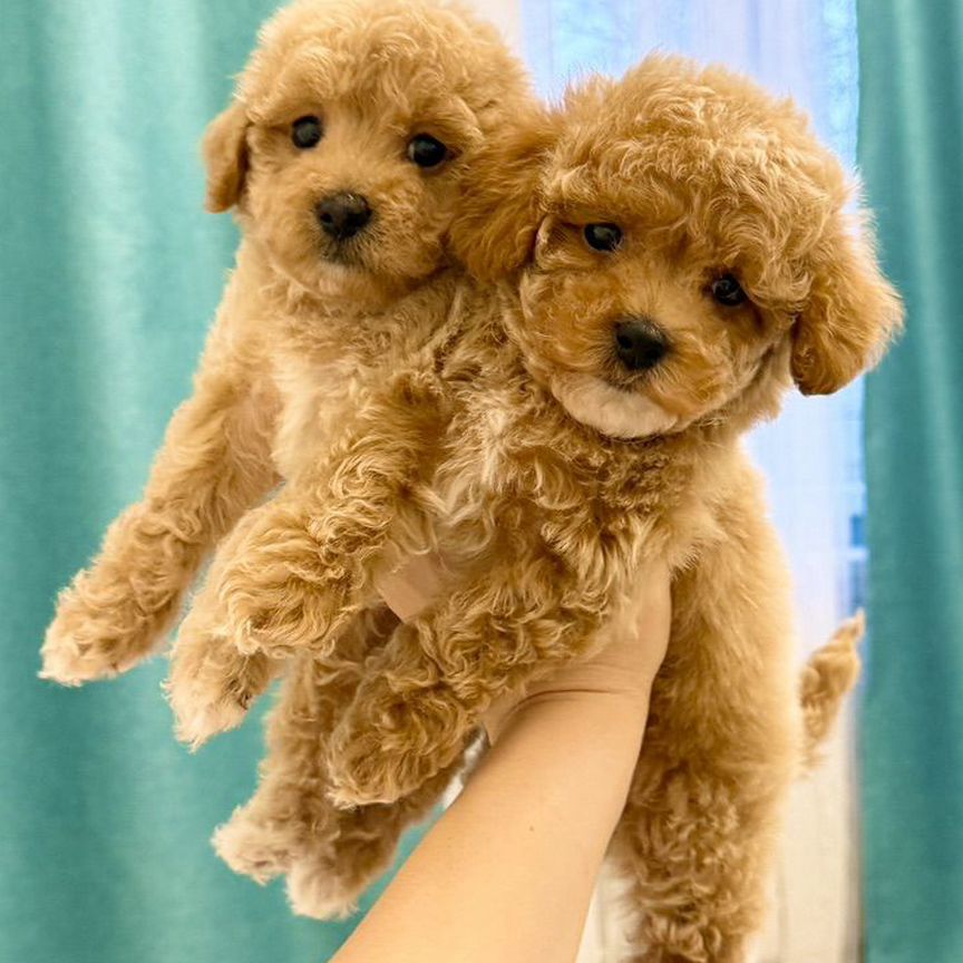 Мальтипу, щенок