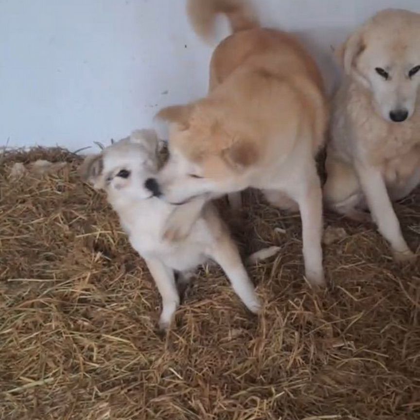 Актта в добрые руки