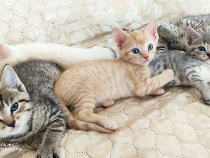 Котята в добрые руки