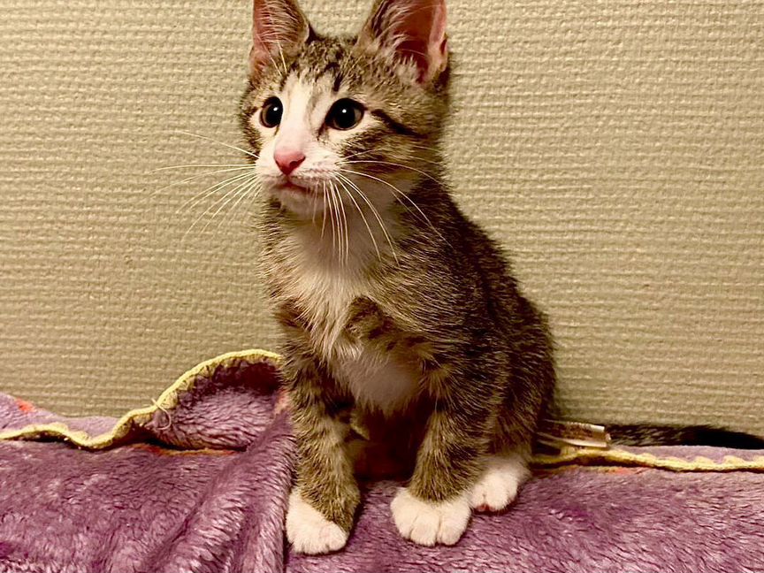 Домашние животные котята