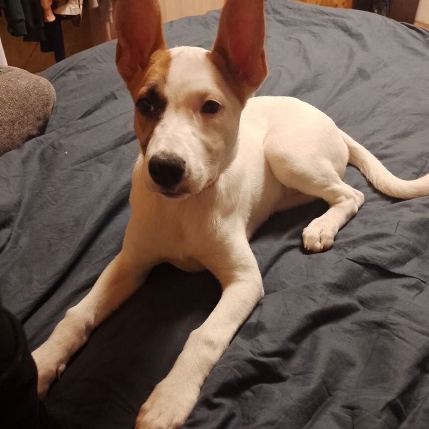 Щенок в добрые руки