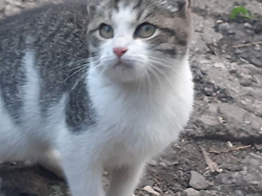 Котёнок