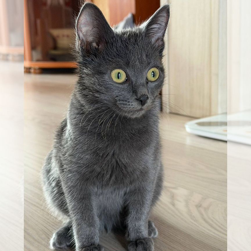 Русский голубой котёнок