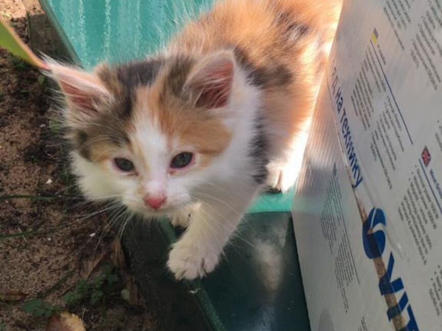 Котенок 2 месяца