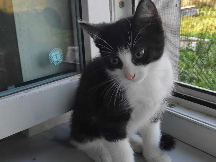 Котята (котики )