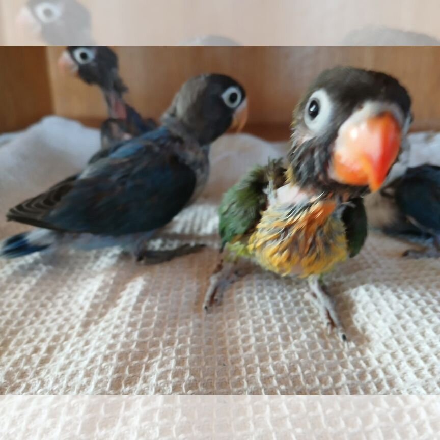 Попугай нерозлучники выкормыши