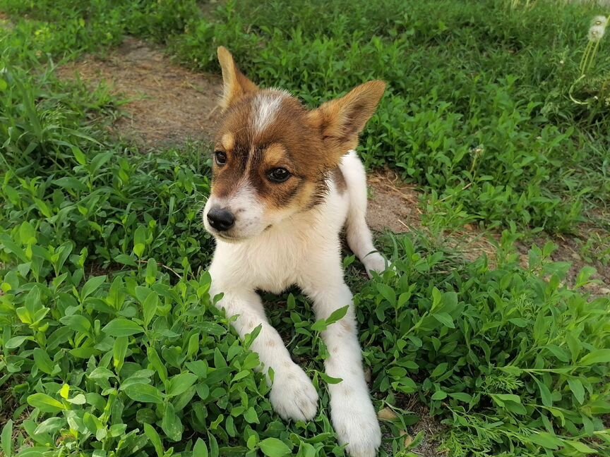 Щенок в добрые руки