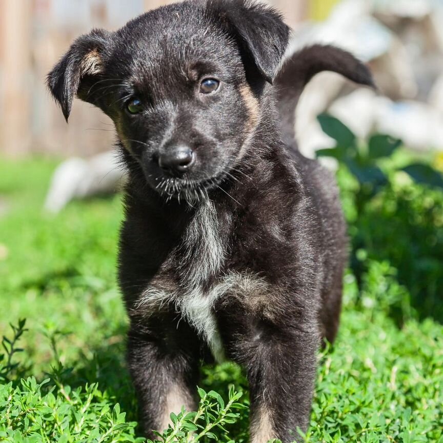 Щенок "Смелая" ищет дом