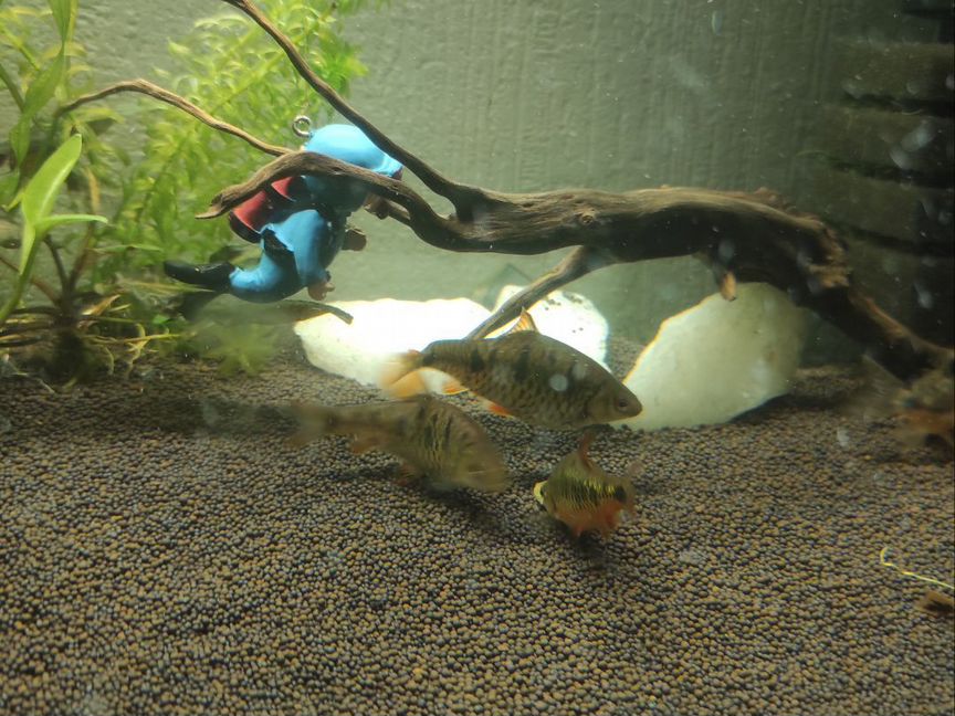 Аквариумные рыбки