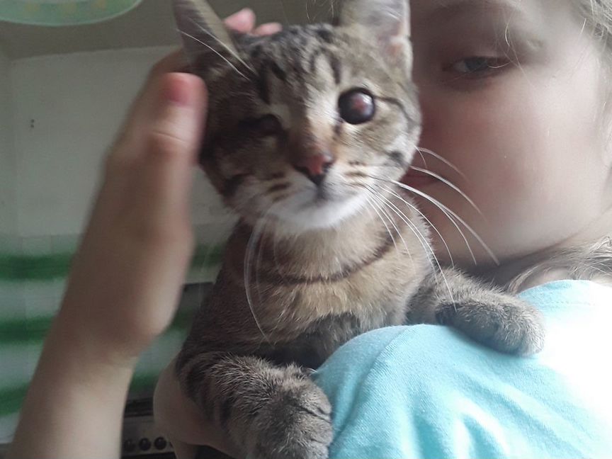 Несчастный котя ищет дом