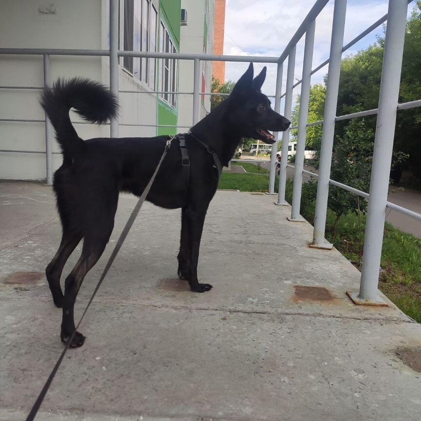 Молодой щенок в добрые руки