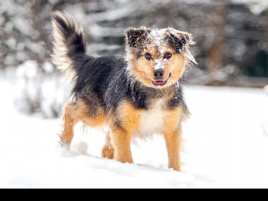 Собачка Бася в добрые руки