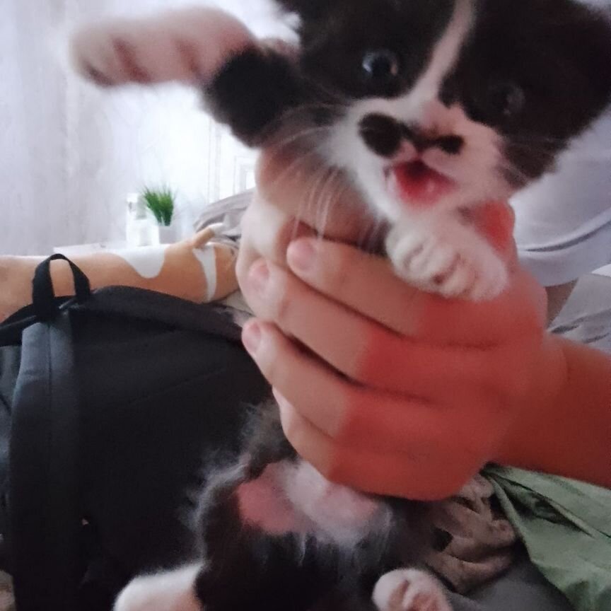 Котёнок