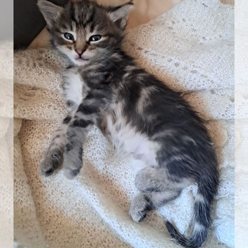 Котёнок в добрые руки