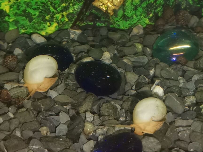 Улитки ампулярии желтые