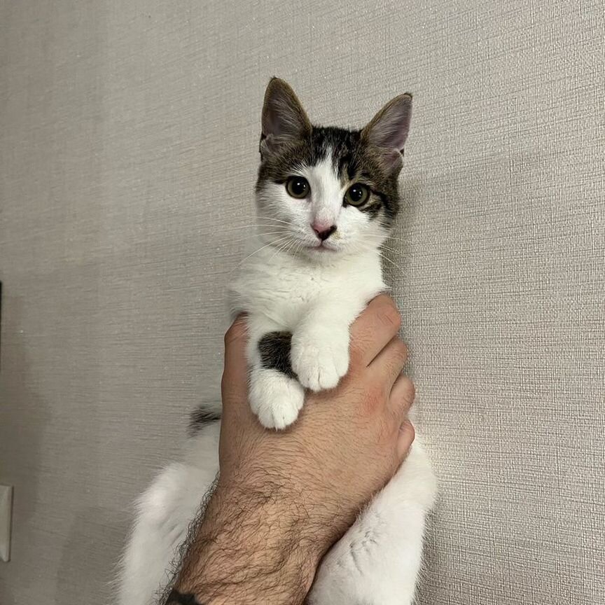 Котенок ищет передержку или дом