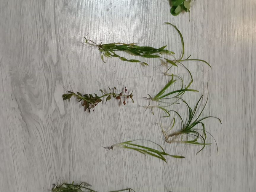 Аквариумная прополка