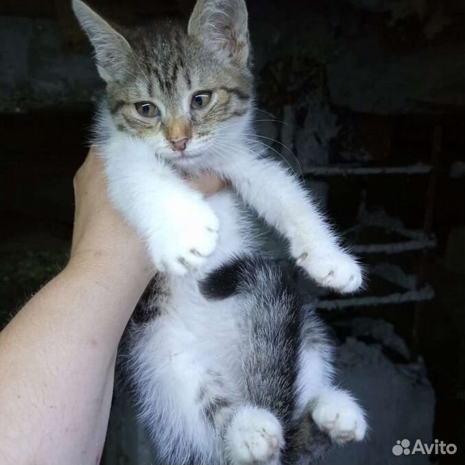 Одинокий котенок ищет дом
